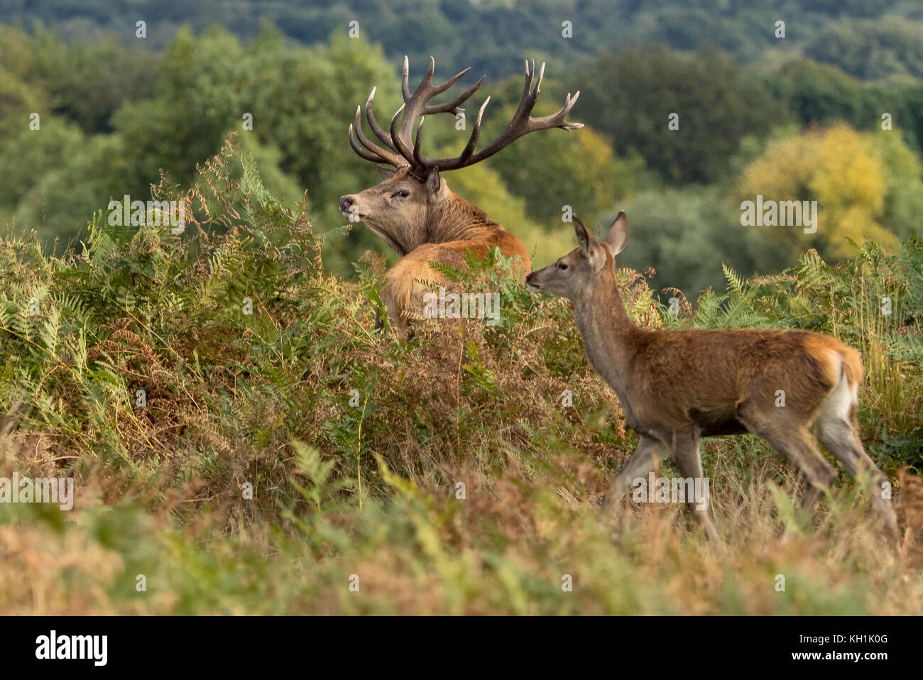 Richmond park wildlife 2016 Stock Photo - Alamy
