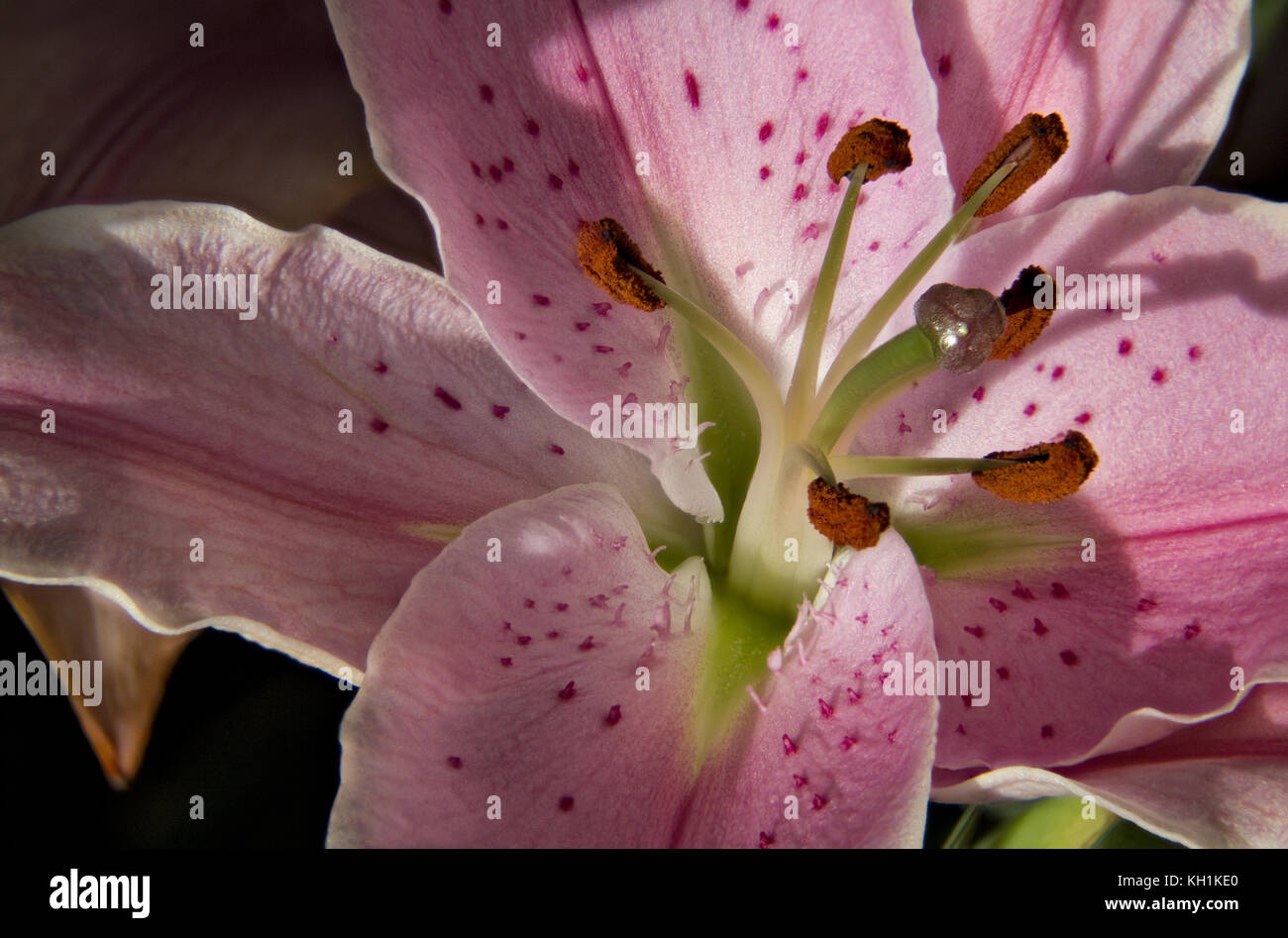 Lily fully open Stock Photo - Alamy