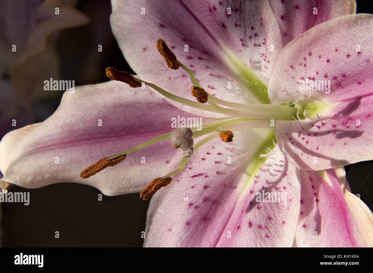 Lily fully open Stock Photo - Alamy