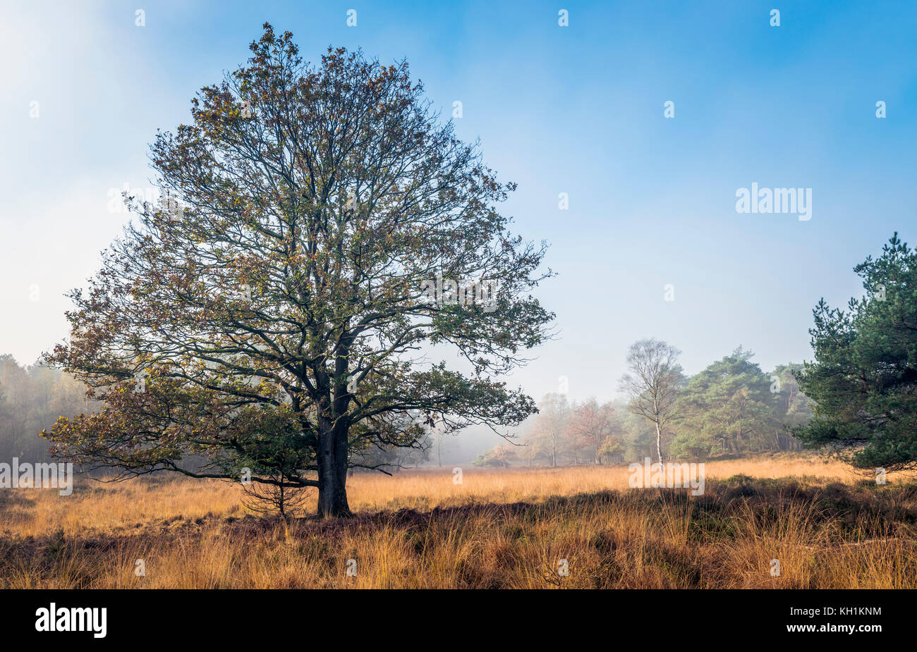 Golden landscape hi-res stock photography and images - Alamy