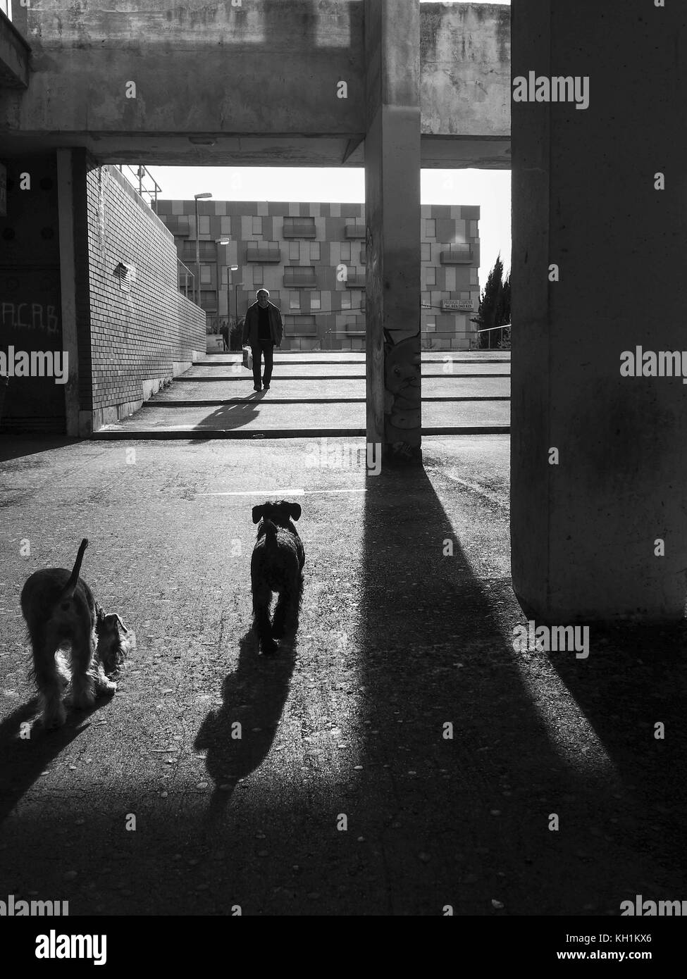 Dog walk dogs Black and White Stock Photos & Images - Alamy