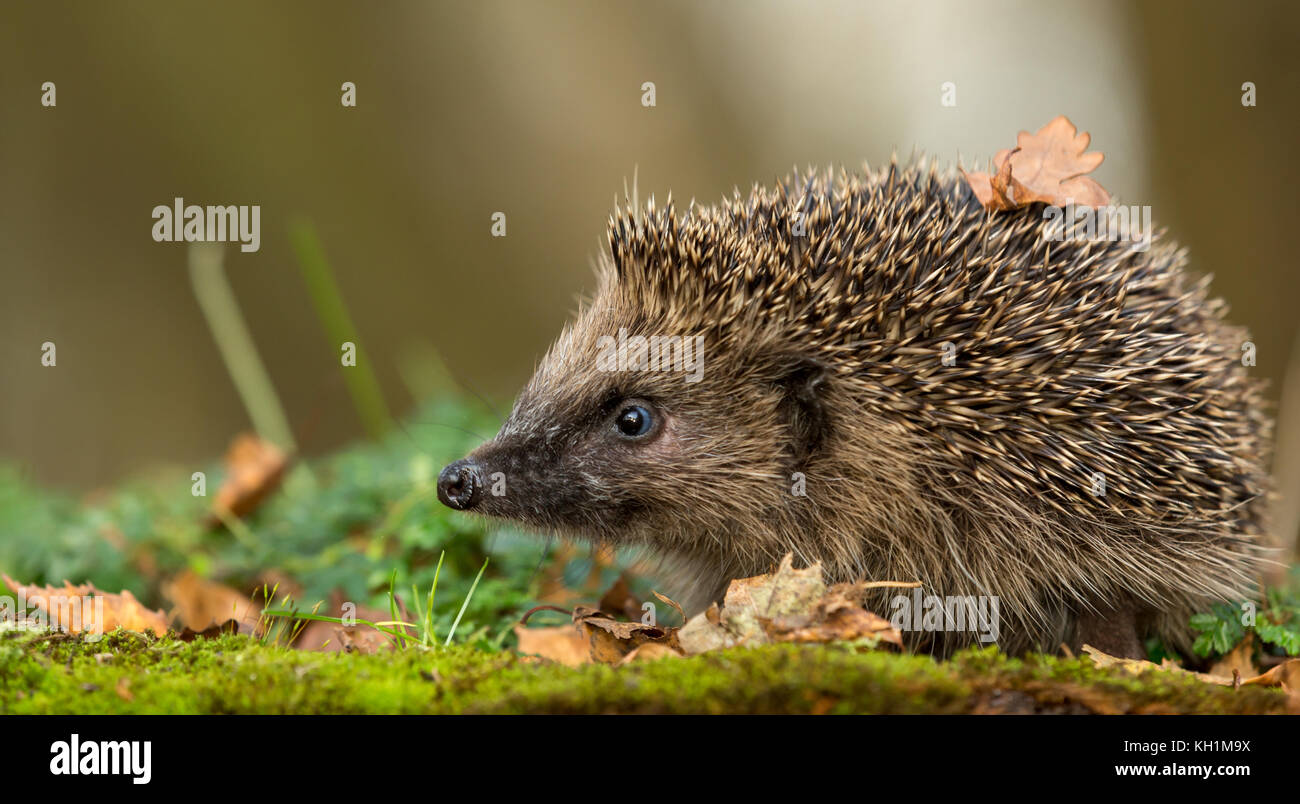 Juvenile native hedgehog in woodland setting Stock Photo - Alamy