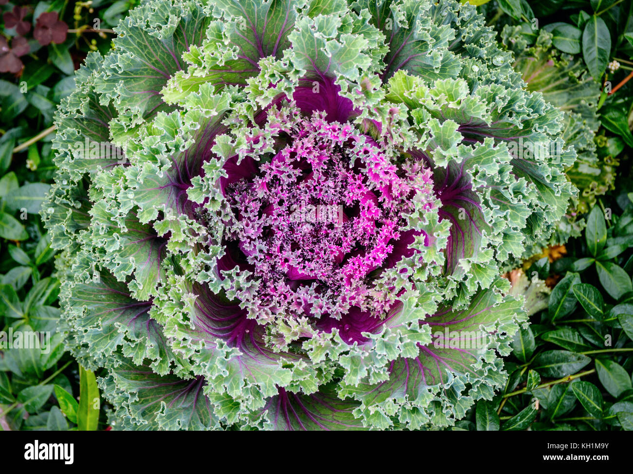 Close-up of a fresh cabbage with a purple heart. Brassica oleracea ...