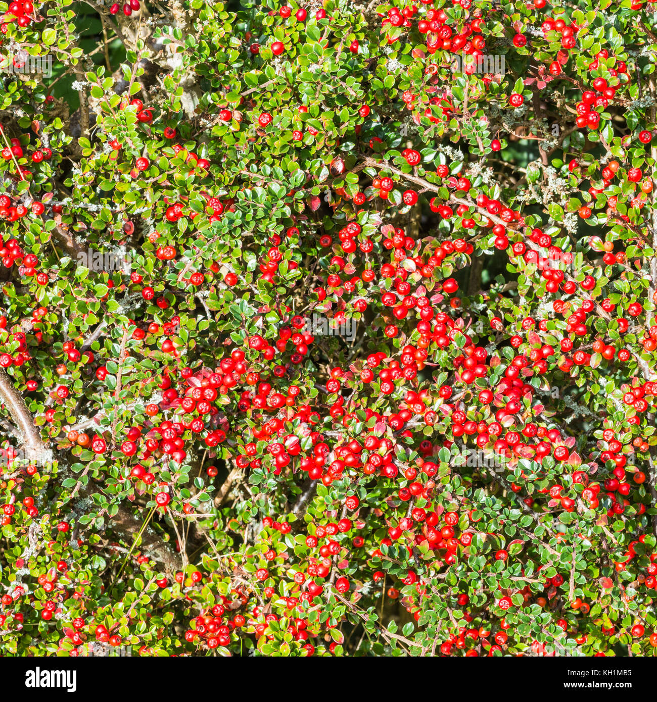 Red berries growing hi-res stock photography and images - Alamy