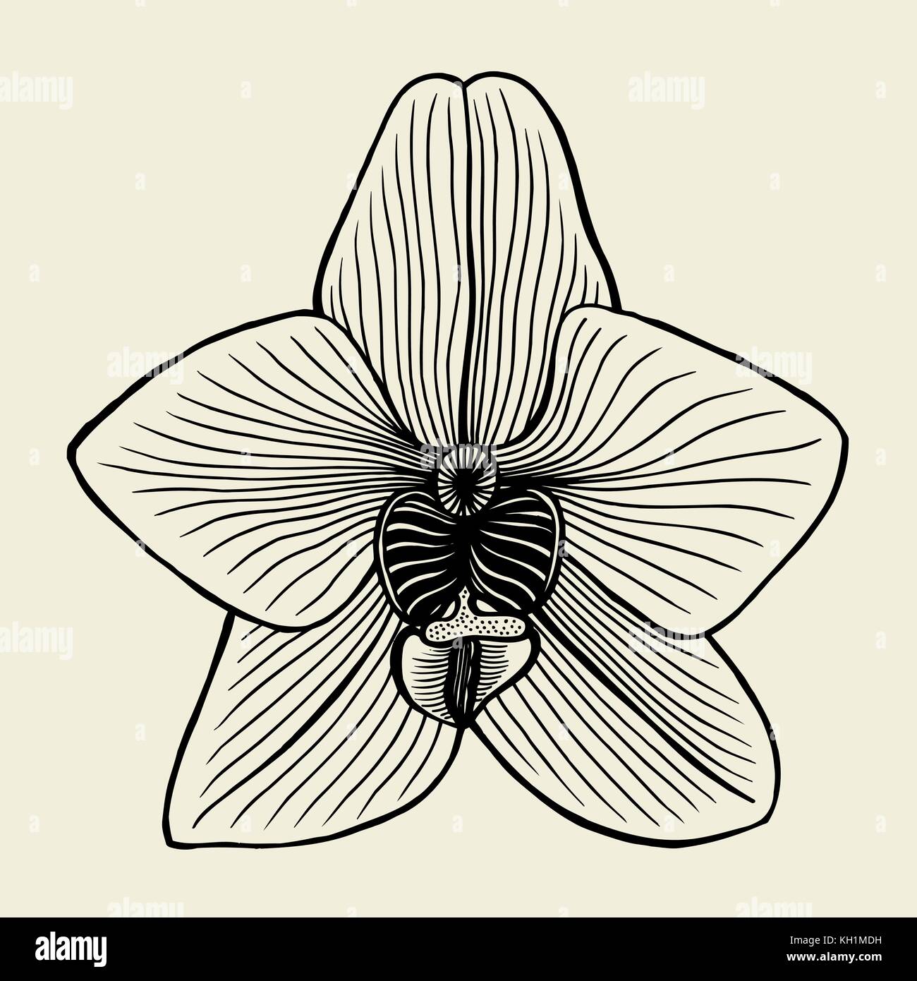 Orchids Drawings Tattoo