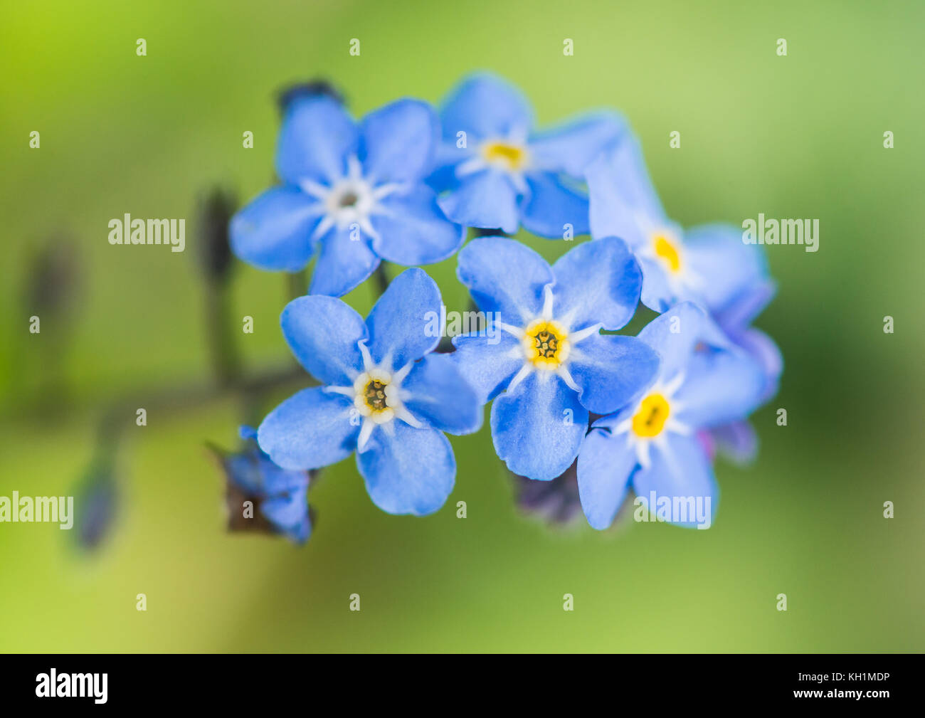 A macro shot of some pretty forget me not blooms Stock Photo - Alamy
