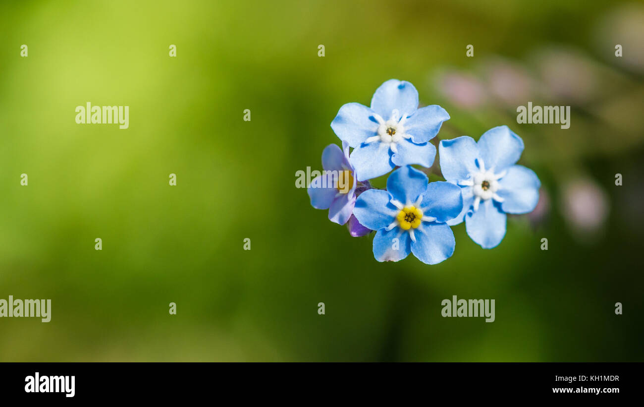 A macro shot of a small collection of forget me not blooms Stock Photo ...