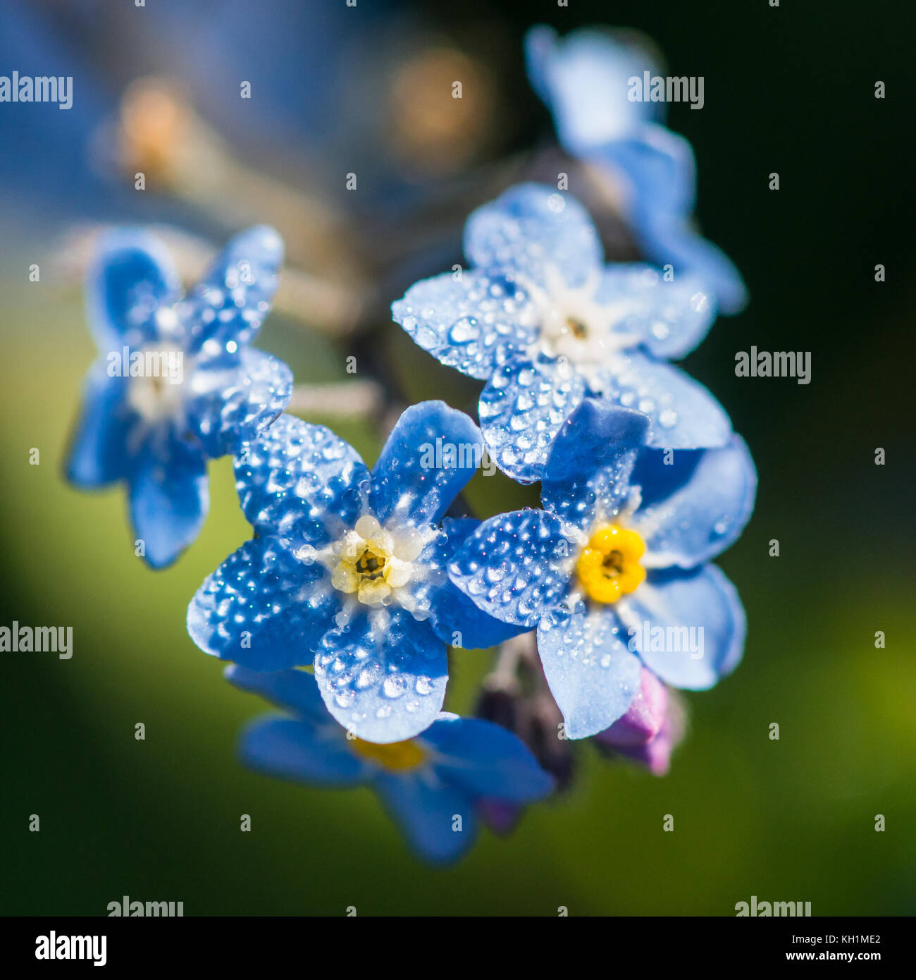 Pollen covered anther hi-res stock photography and images - Alamy
