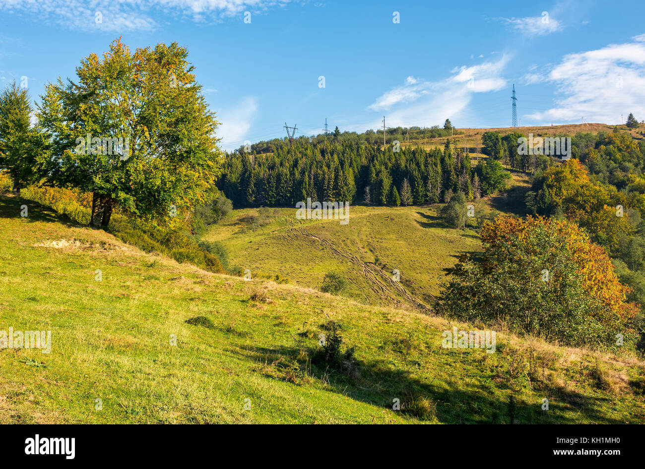 tree on a slope in hilly countryside. beautiful nature scenery in early ...