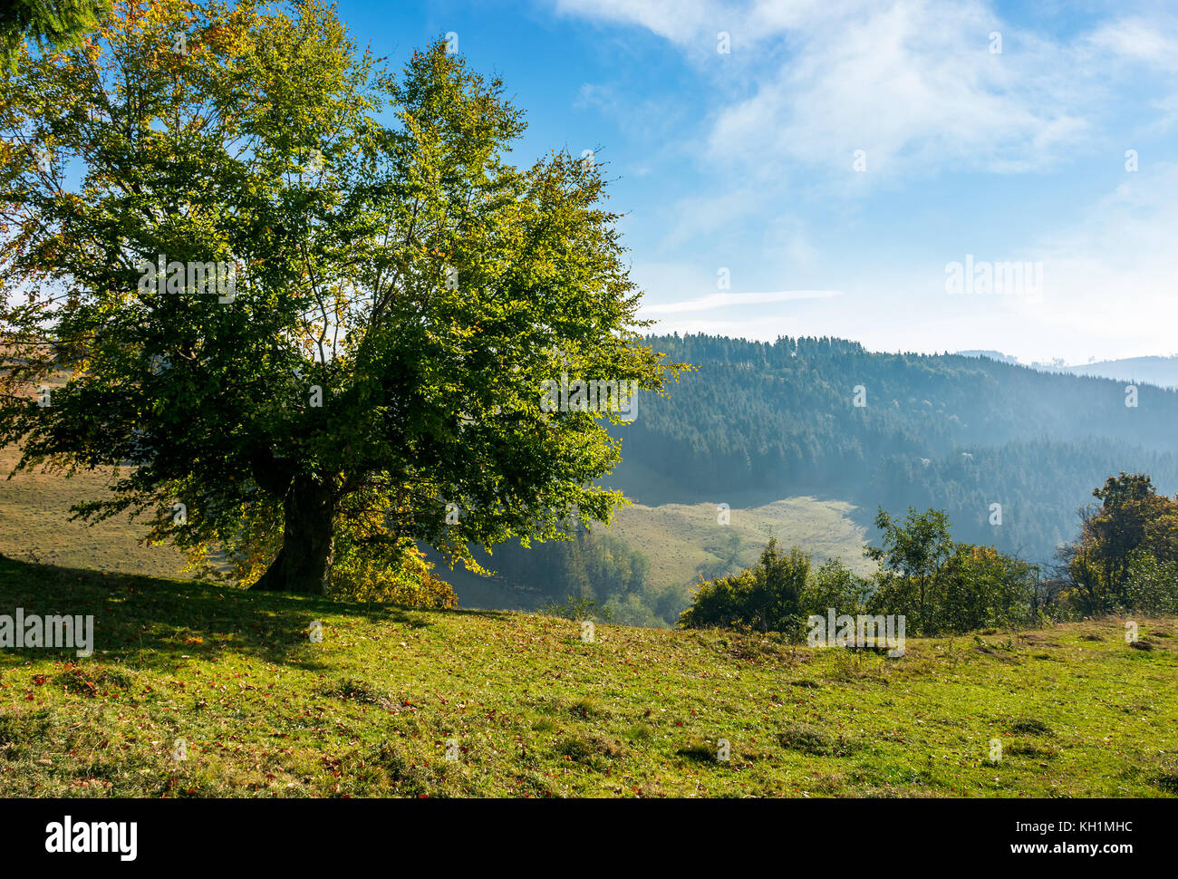 tree on a slope in hilly countryside. beautiful nature scenery in early ...