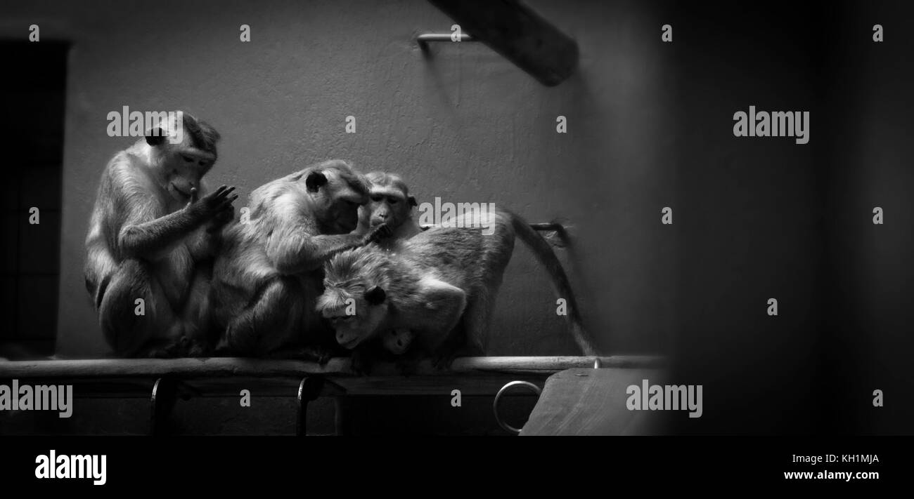 A Working Party was of monkeys in their daily lives Stock Photo - Alamy