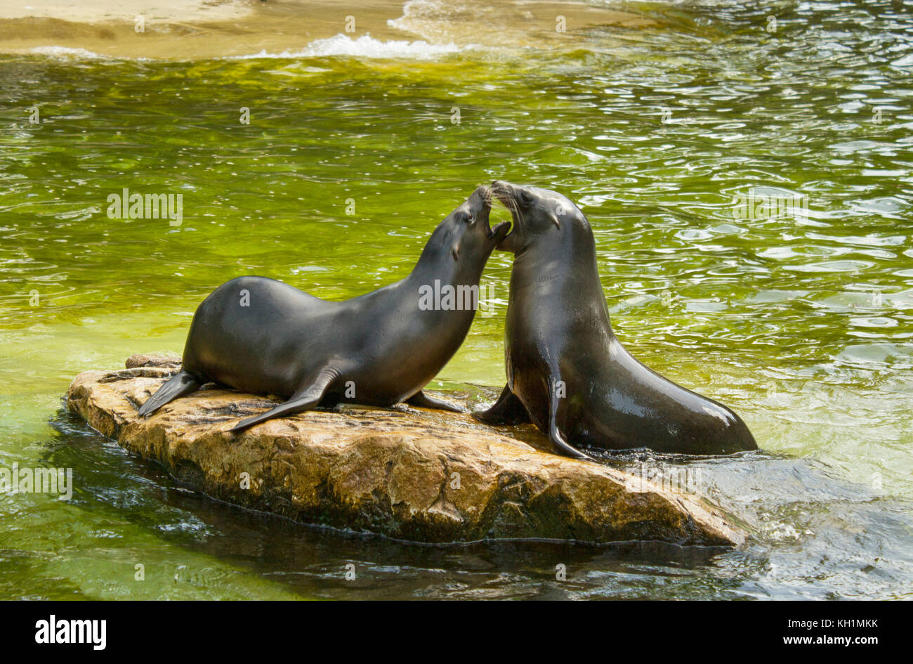 Two seals playing together Stock Photo - Alamy