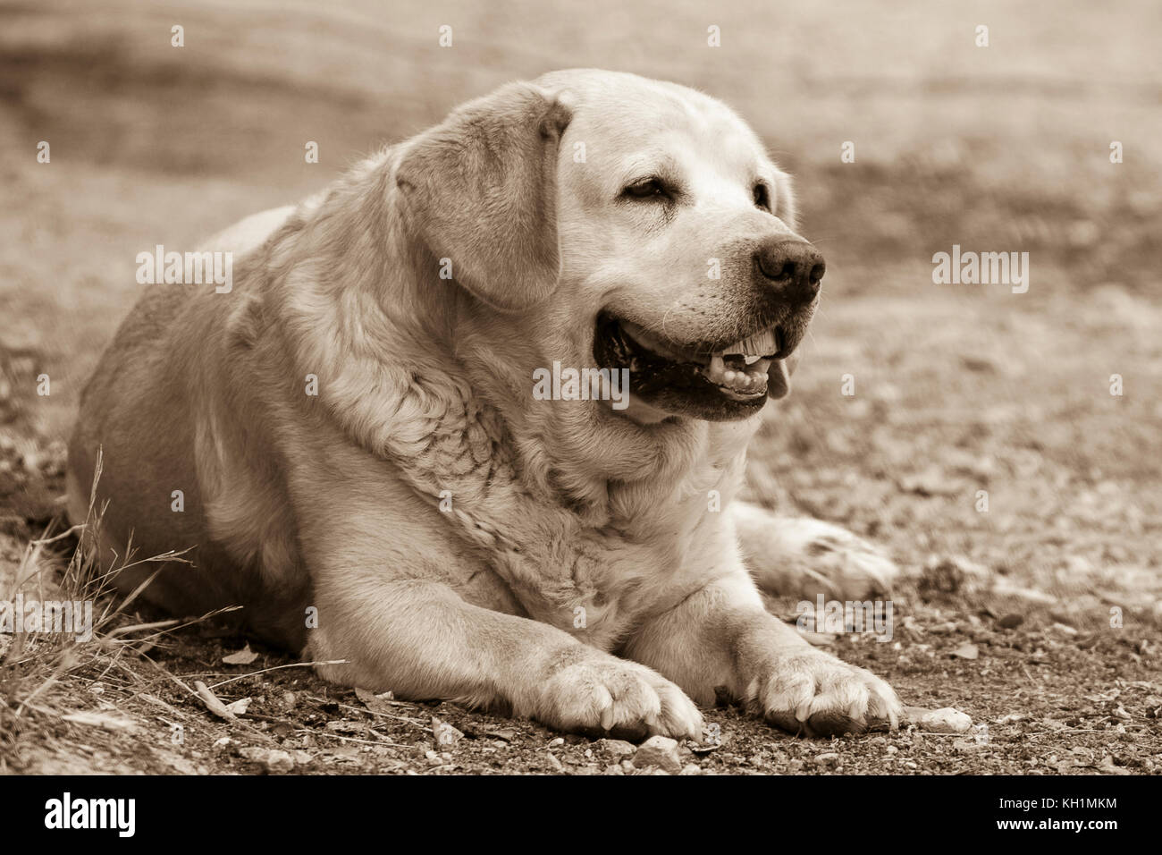 Gorgeous labrador hi-res stock photography and images - Alamy
