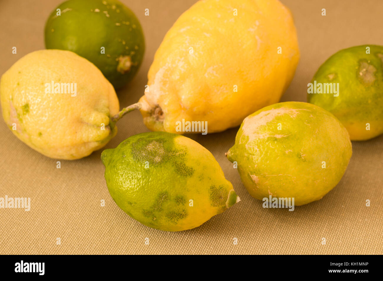 Lemon Fruits Organic Architecture Stock Photo - Alamy