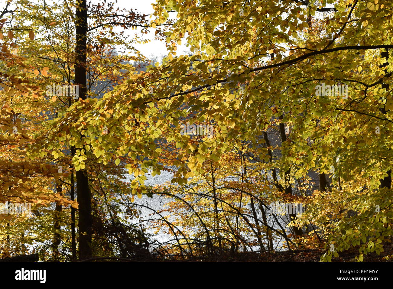 View through trees canopy on a path to the lake in the woodland Stock ...