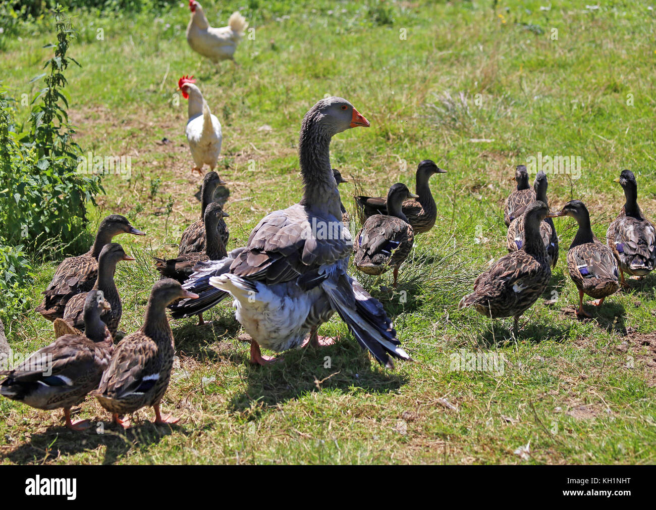 mum duck walks the young ducklings in the meadow Stock Photo - Alamy