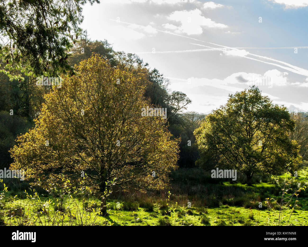 Respryn woodland clearing in the low sunlight. A simple, scenic walk ...