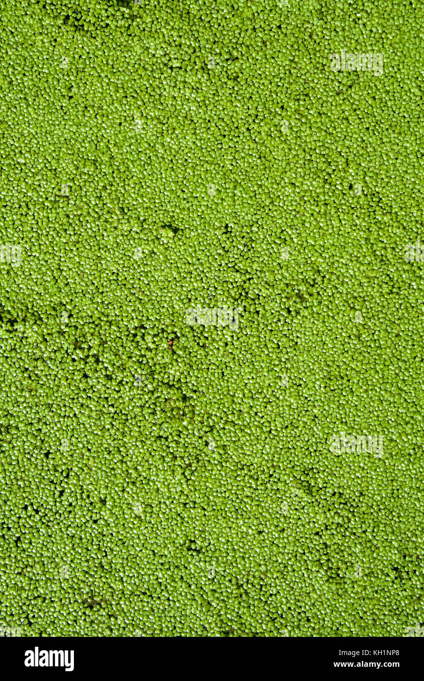 Green algae. The solid background Stock Photo - Alamy