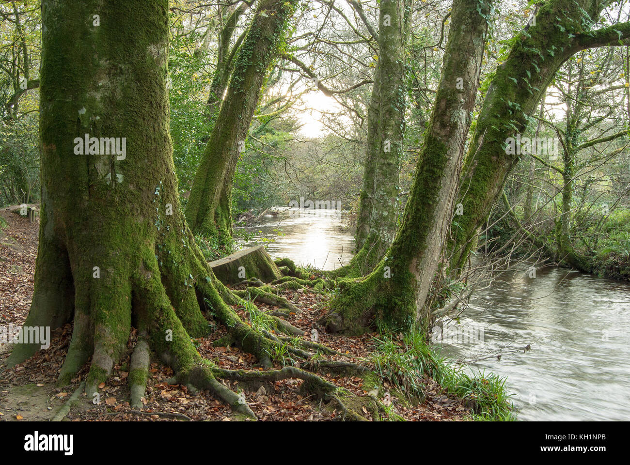 Respryn woodlands take in fantastic scenery along the River Fowey ...