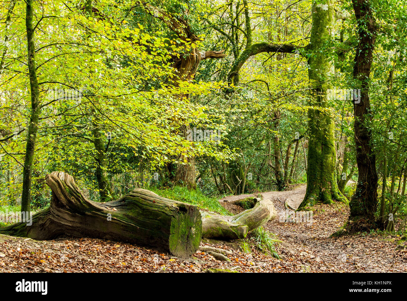 Respryn woodlands take in fantastic scenery along the River Fowey ...