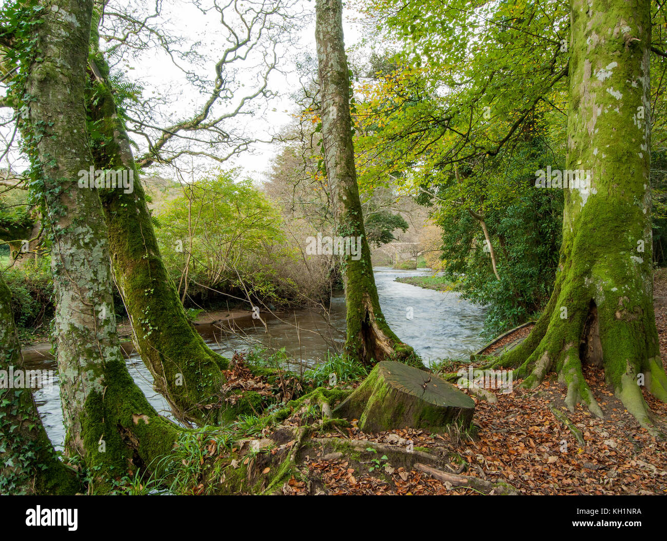 Respryn Bridge is a five arched mediæval bridge spanning the River ...
