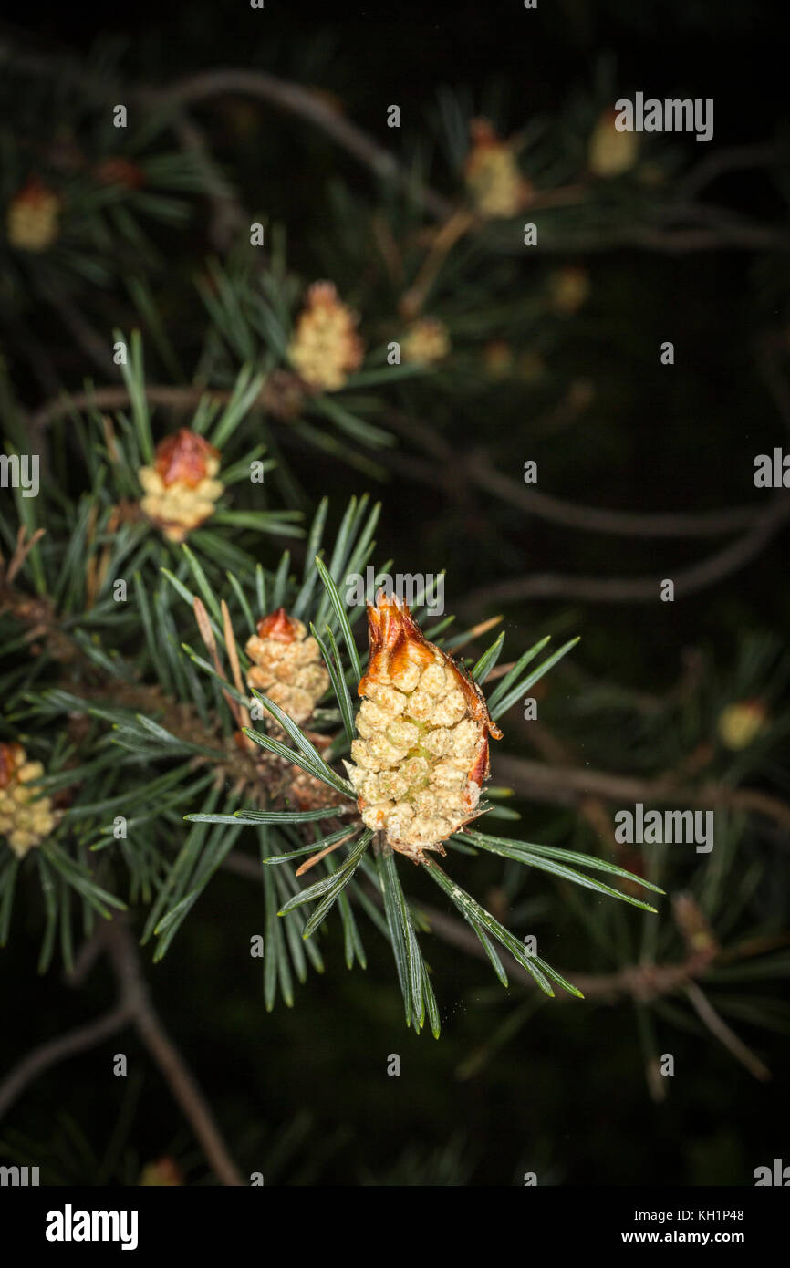 Scots Pine in Caledonian Forest at Abernethy in Scotland Stock Photo ...