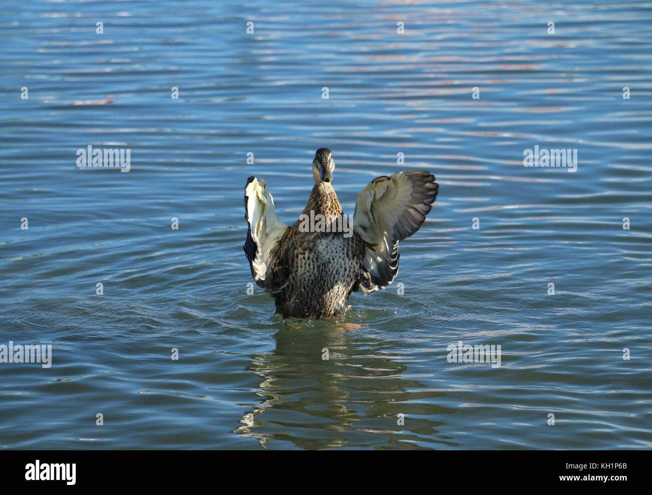 Duck flapping wings in water Stock Photo - Alamy