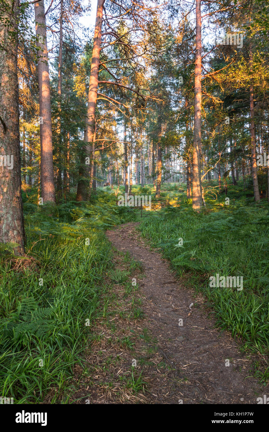 Path through Birsemore forest on Royal Deeside in Scotland Stock Photo ...