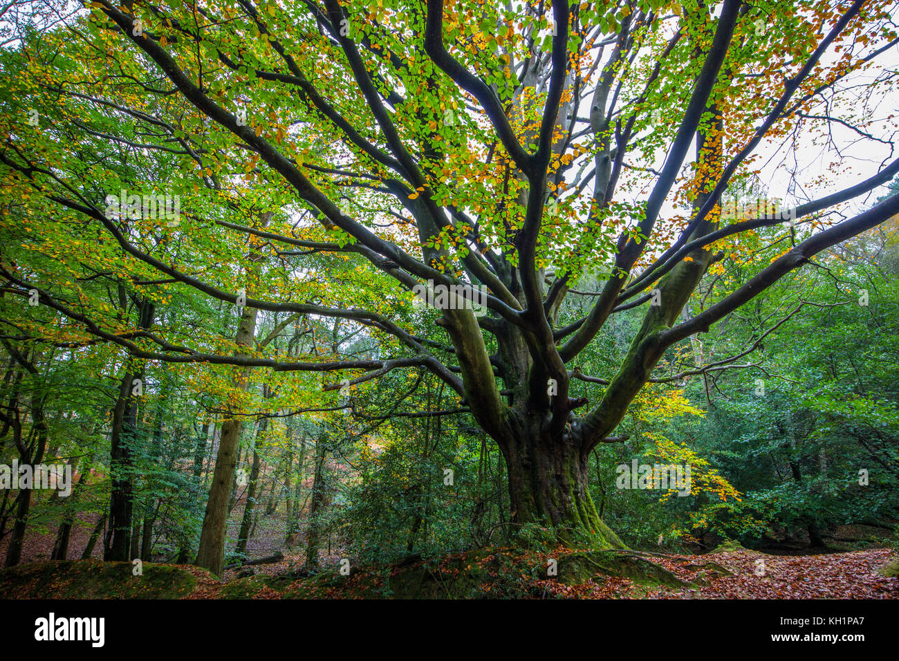 Ashdown forest hi-res stock photography and images - Alamy