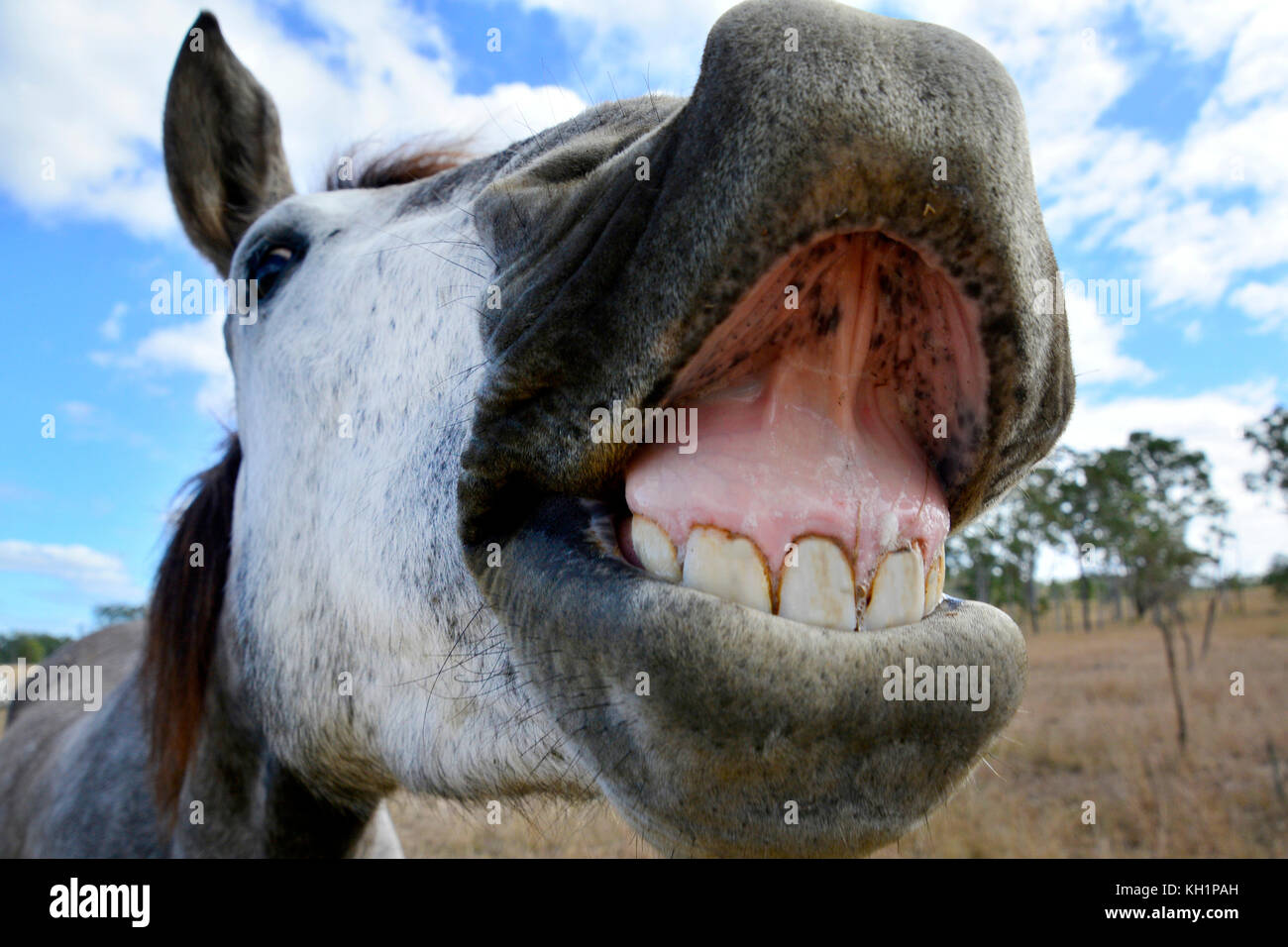 Grey horse faces hi-res stock photography and images - Alamy