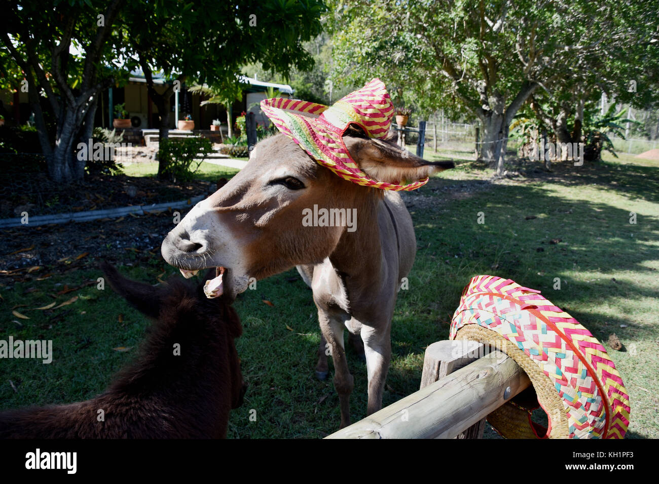 DONKEY WEARING MEXICAN HATS Stock Photo - Alamy
