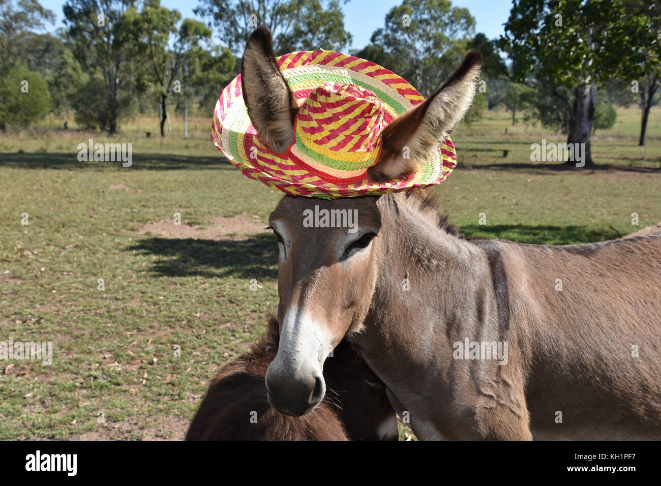 DONKEY WEARING MEXICAN HATS Stock Photo - Alamy