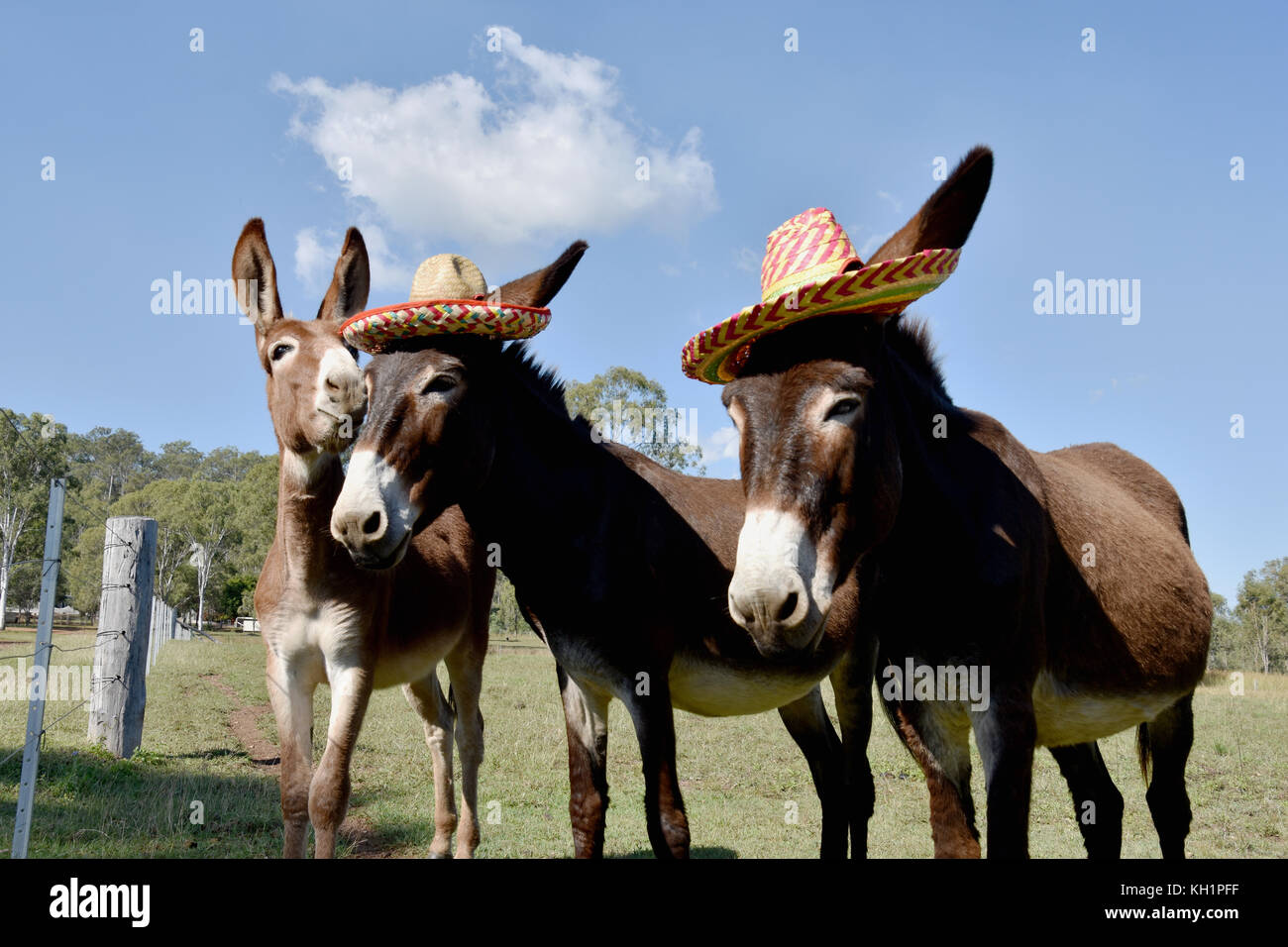 DONKEY WEARING MEXICAN HATS Stock Photo - Alamy