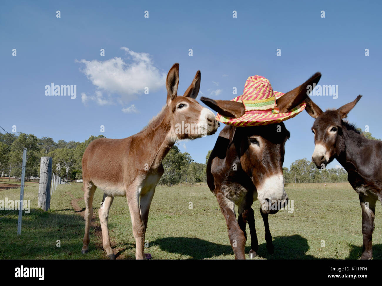 DONKEY WEARING MEXICAN HATS Stock Photo - Alamy