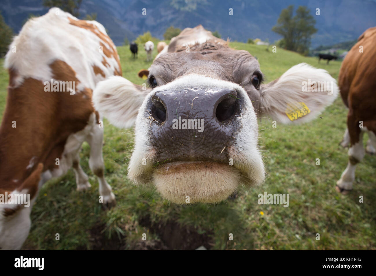 Nose close up and smell female hi-res stock photography and images - Alamy