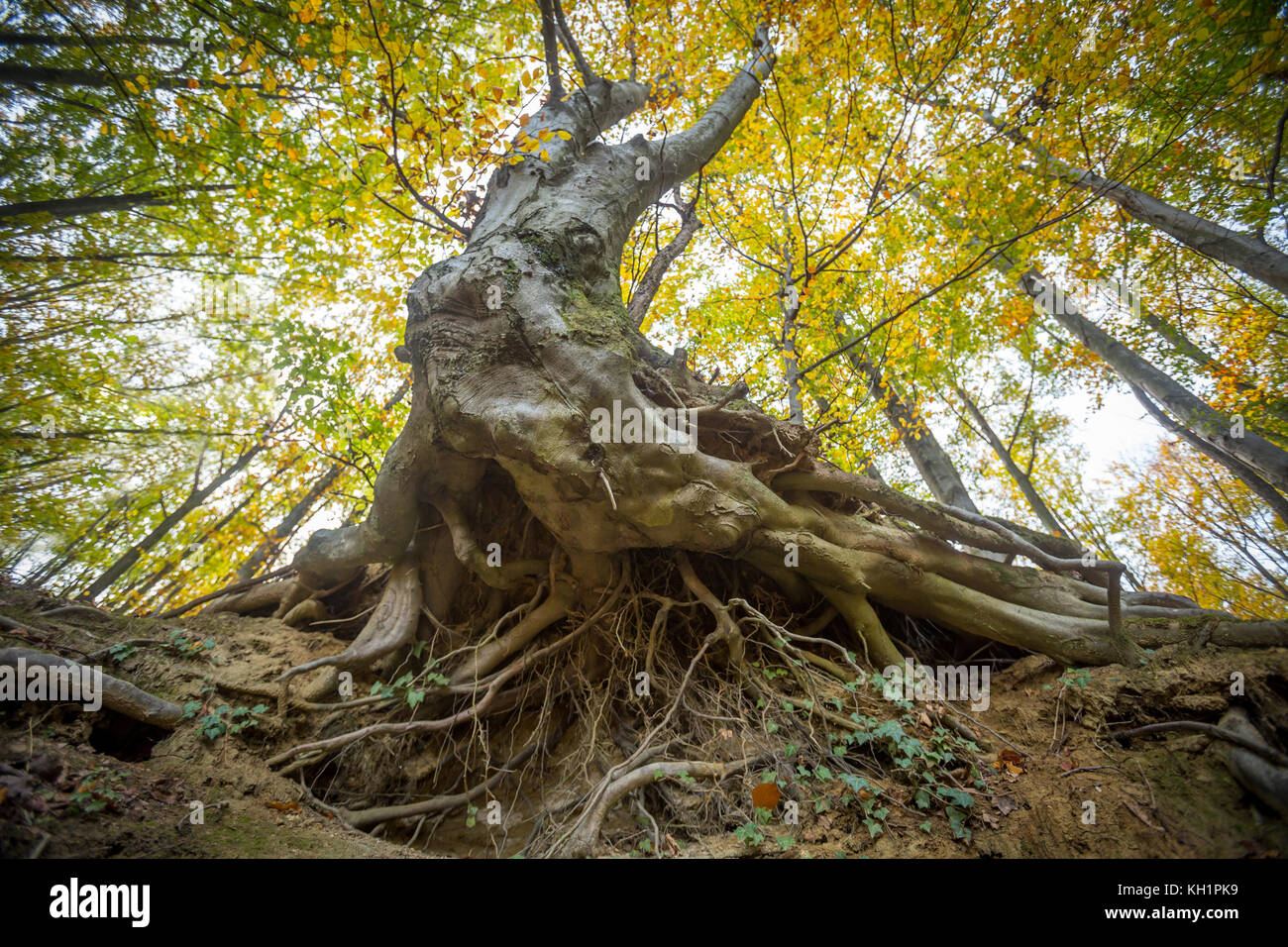 A low angle view of massive roots of beech tree in an autumn forest ...