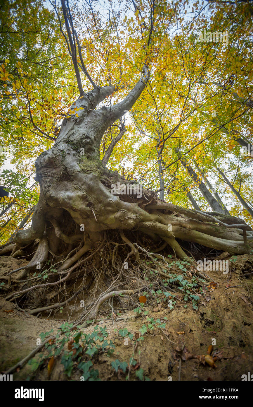 Roots Of Beech Tree High Resolution Stock Photography and Images - Alamy
