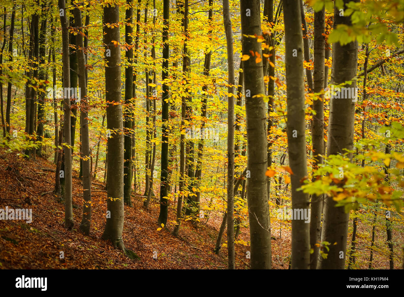 A view of a beech forest in autumn Stock Photo - Alamy