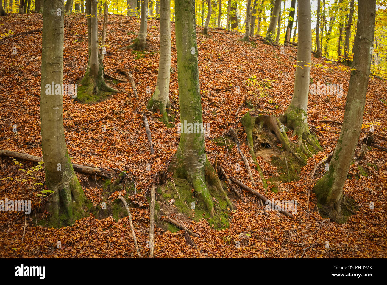 Beech Tree Trunks High Resolution Stock Photography and Images - Alamy