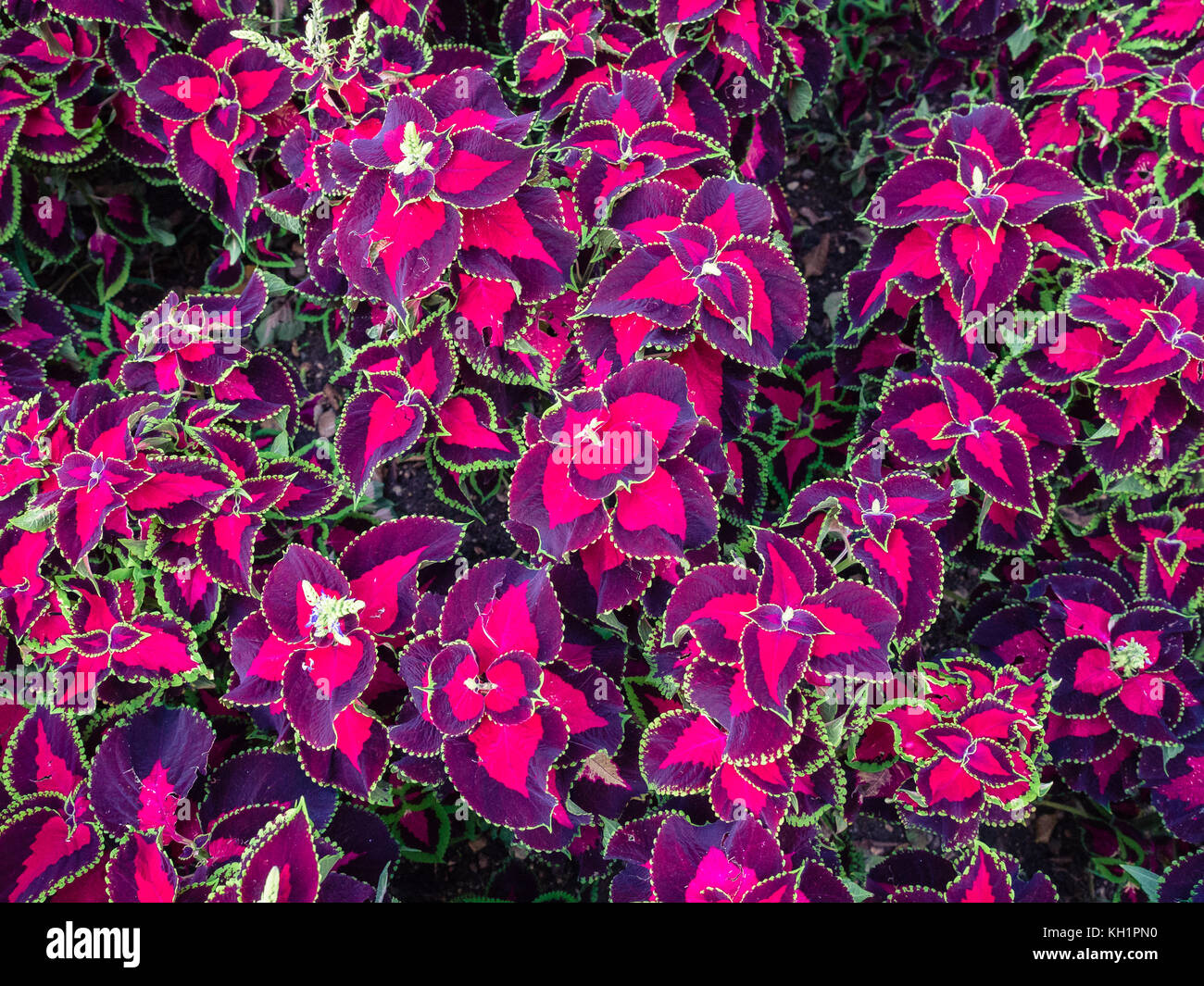 Coleus blumei hi-res stock photography and images - Alamy