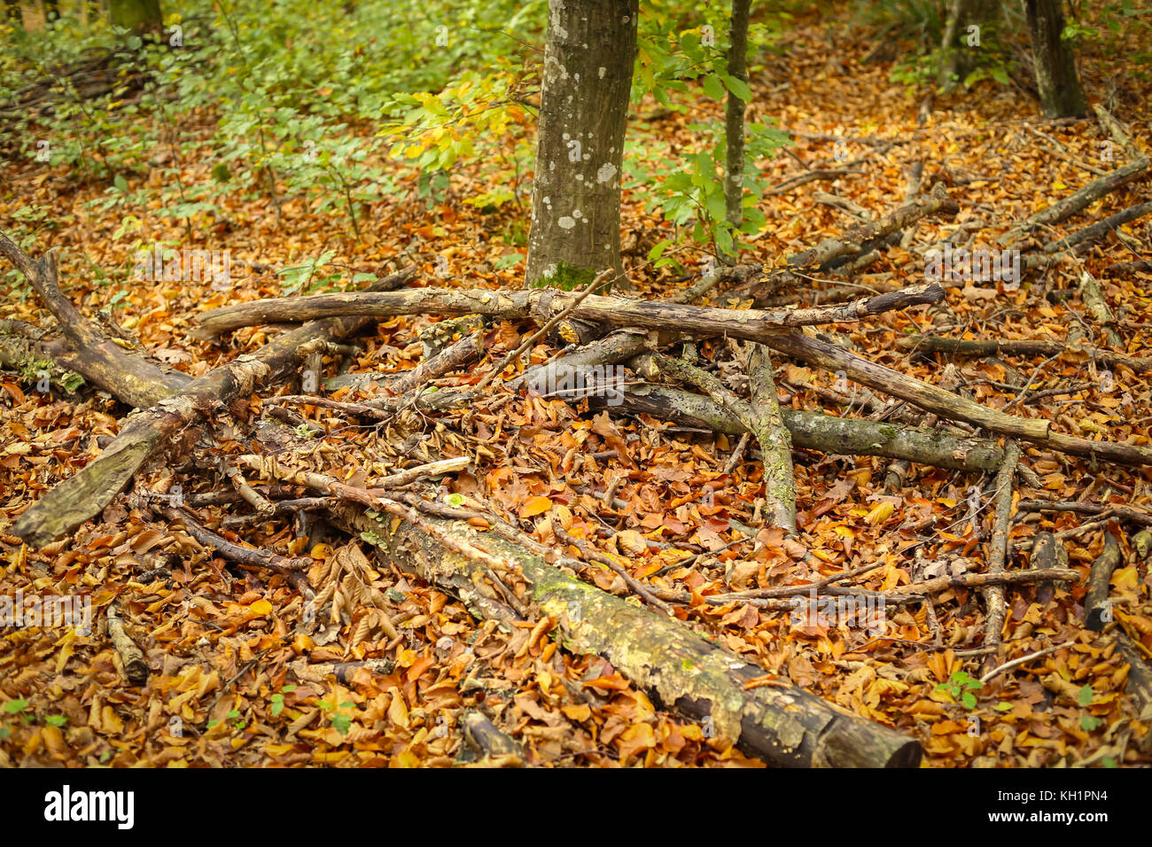 A view of branches scattered on the ground covered with fallen leaves ...