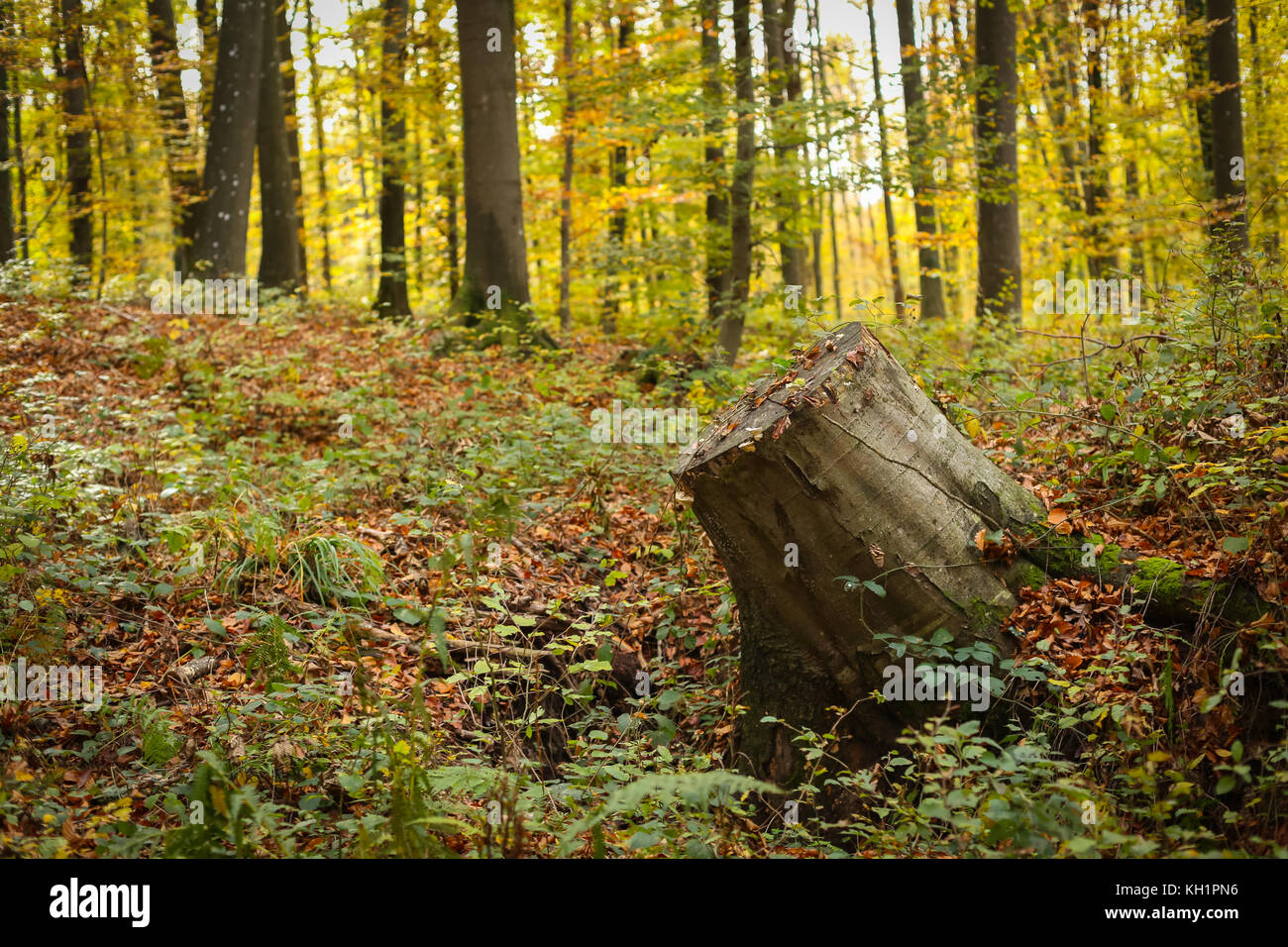 A view of chopped tree trunk in an autumn forest Stock Photo - Alamy
