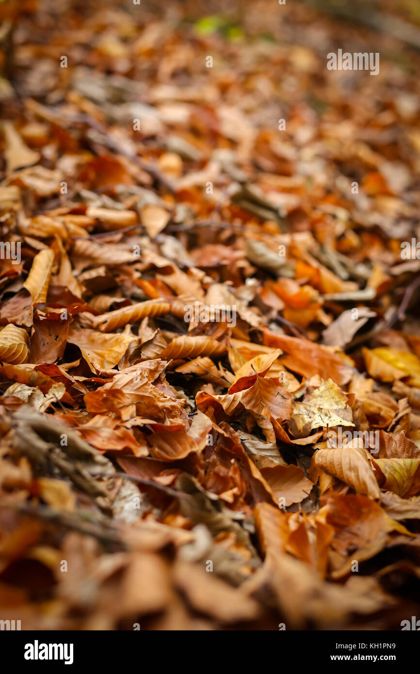A view of fallen leaves on the ground in an autumn forest Stock Photo ...