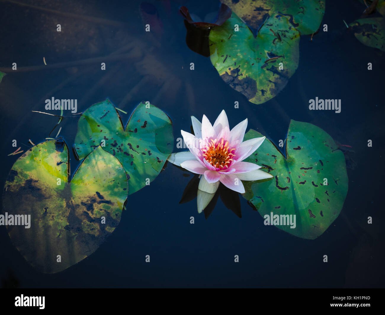 Detail view of a pink water lily Stock Photo - Alamy