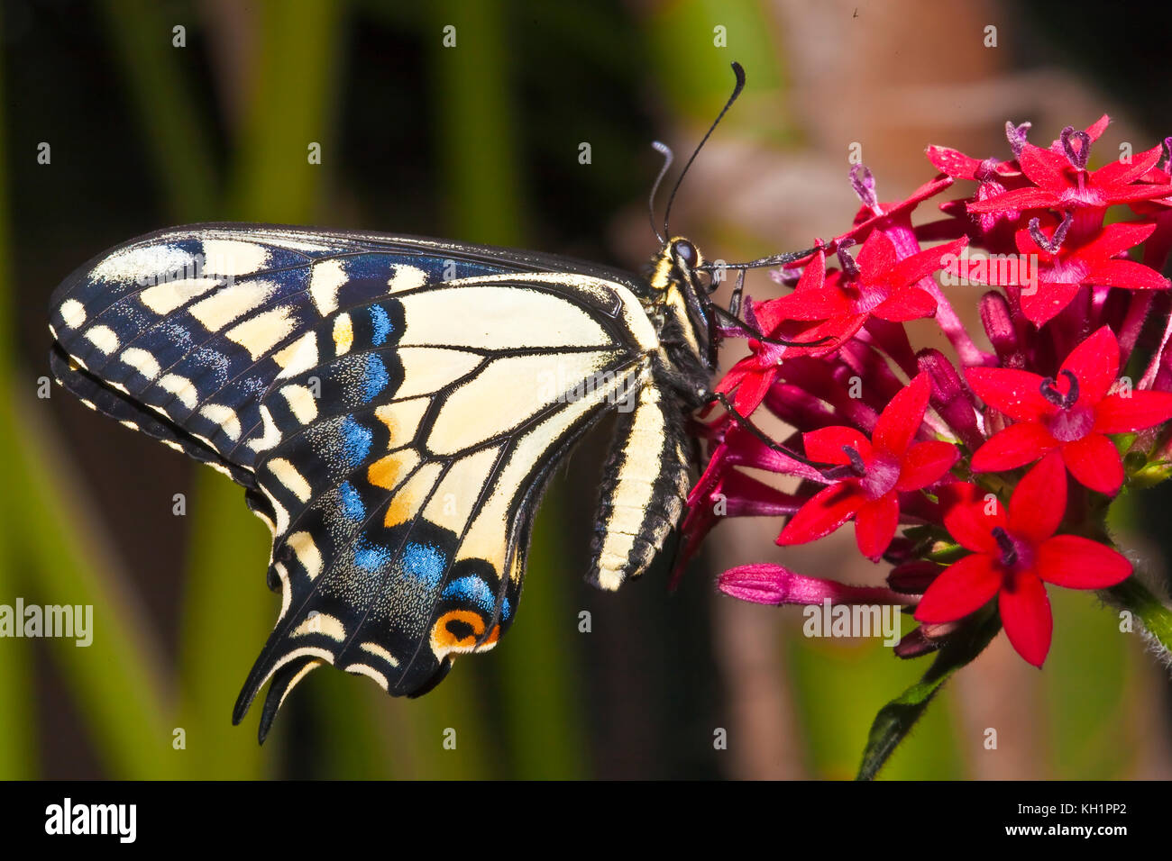 Anise Swallowtail butterfly (Papilio zelicaon Stock Photo - Alamy