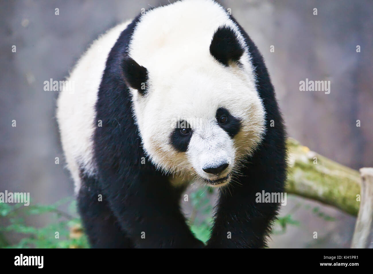 Su Lin, the third giant panda to be born at the San Diego Zoo, San ...