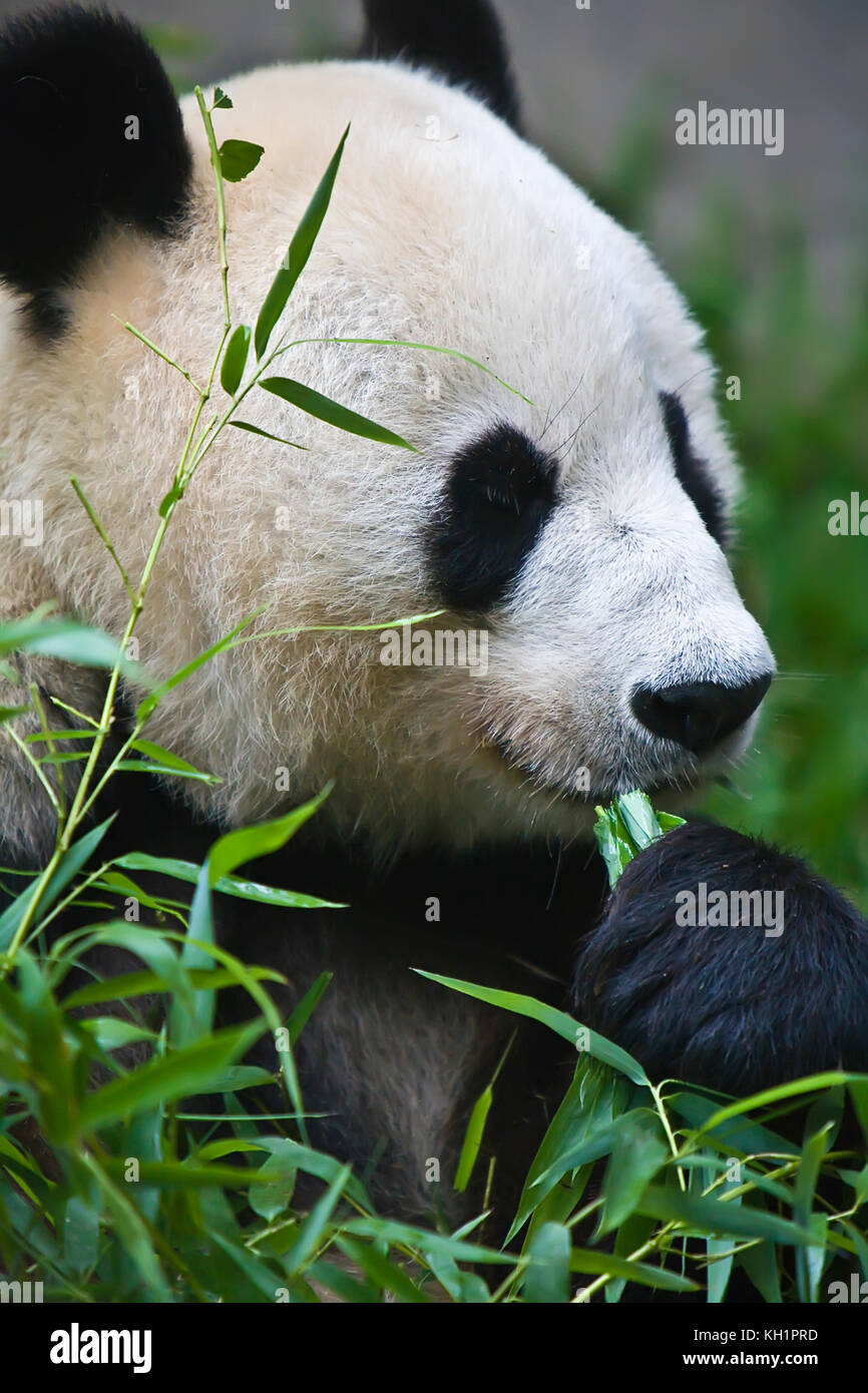 Bai Yun, a giant panda at the San Diego Zoo, San Diego CA. Hers was the ...