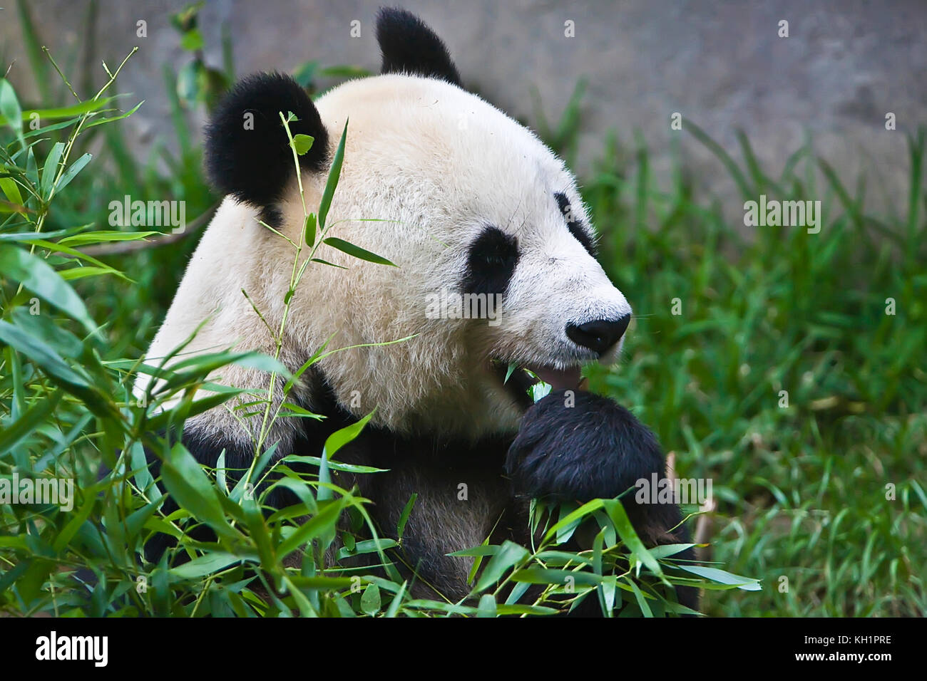 Bai Yun, a giant panda at the San Diego Zoo, San Diego CA. Hers was the ...