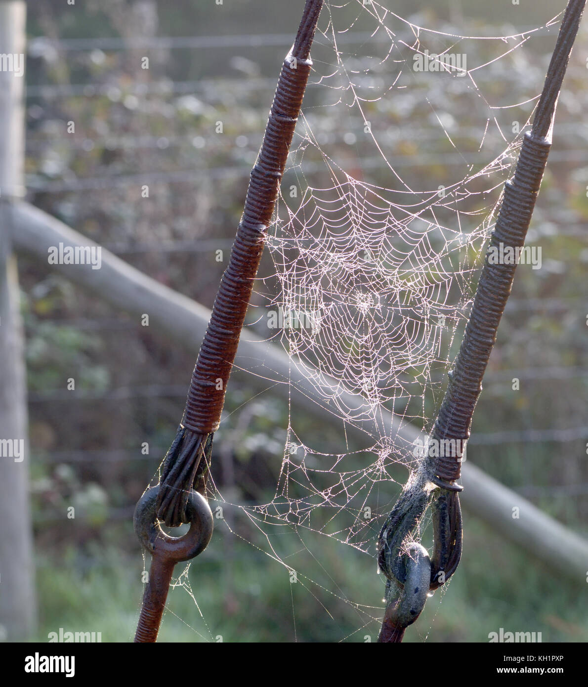 Gossamer Spider High Resolution Stock Photography and Images - Alamy