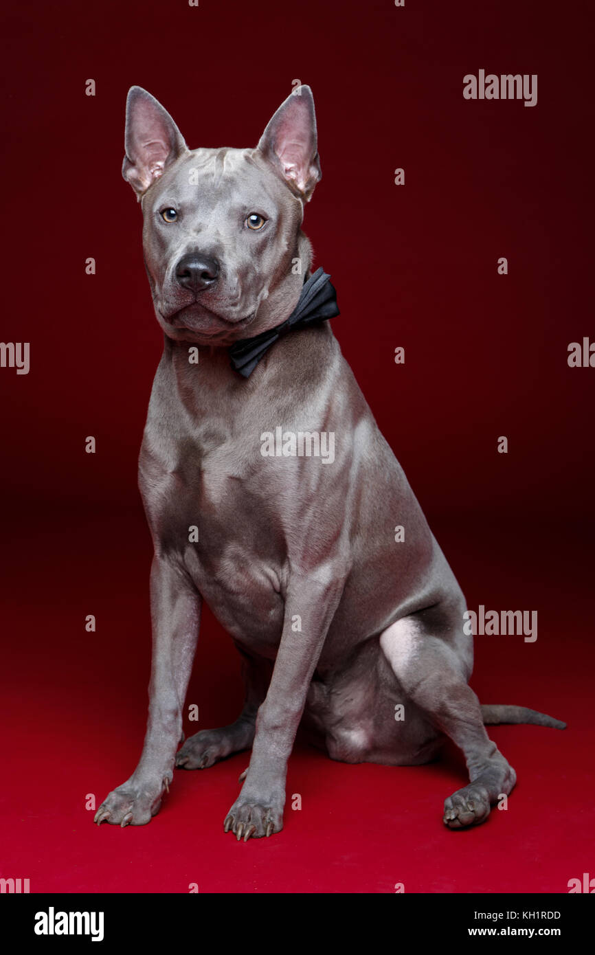 beautiful thai ridgeback dog with bow tie Stock Photo - Alamy